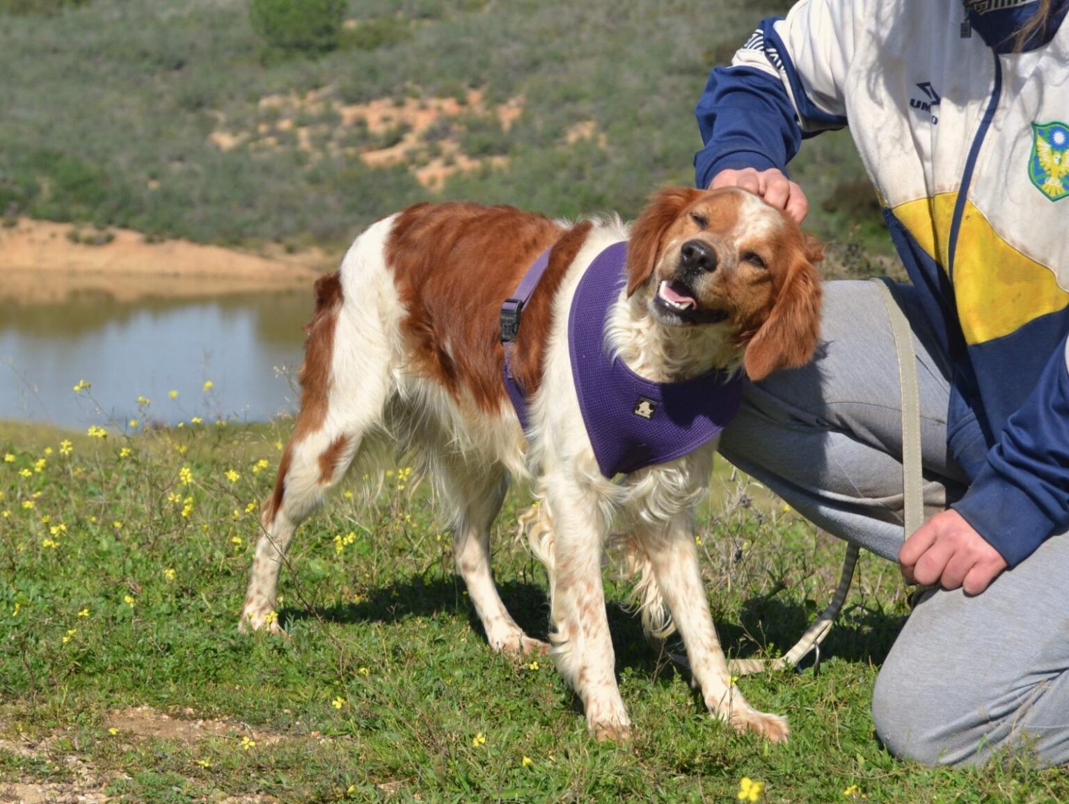Beagle Züchter und Welpen in Deutschland - BeagleHund.de